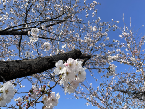 つぶやき 春先で思う事 - craft2018teddyのブログ